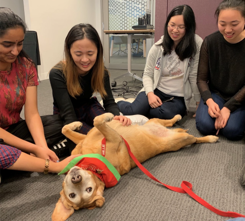 Paws the Pressure Coordinator - Job in Sydney - Delta Therapy Dogs ...