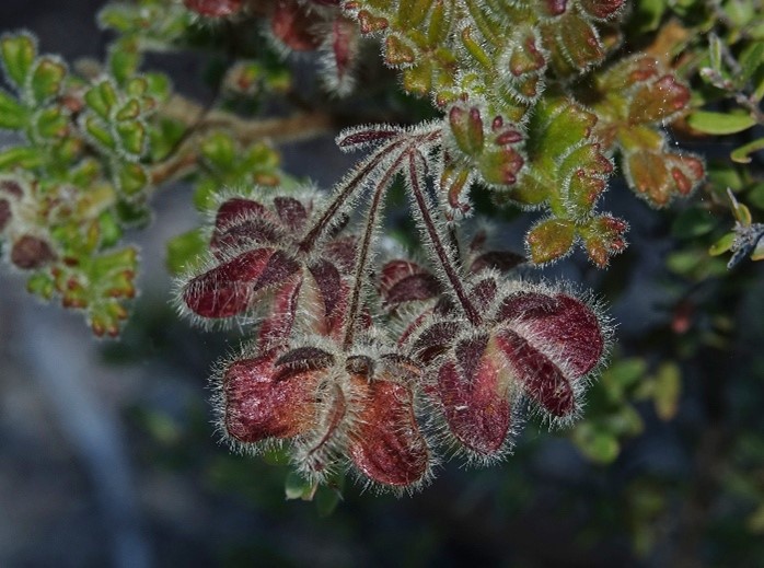 Botanist - Job in Perth - Australian Wildlife Conservancy