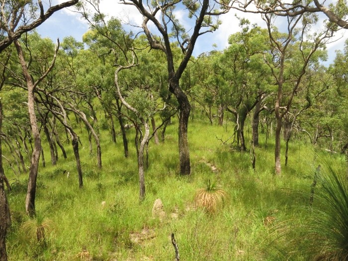 Botanist - Job in Perth - Australian Wildlife Conservancy